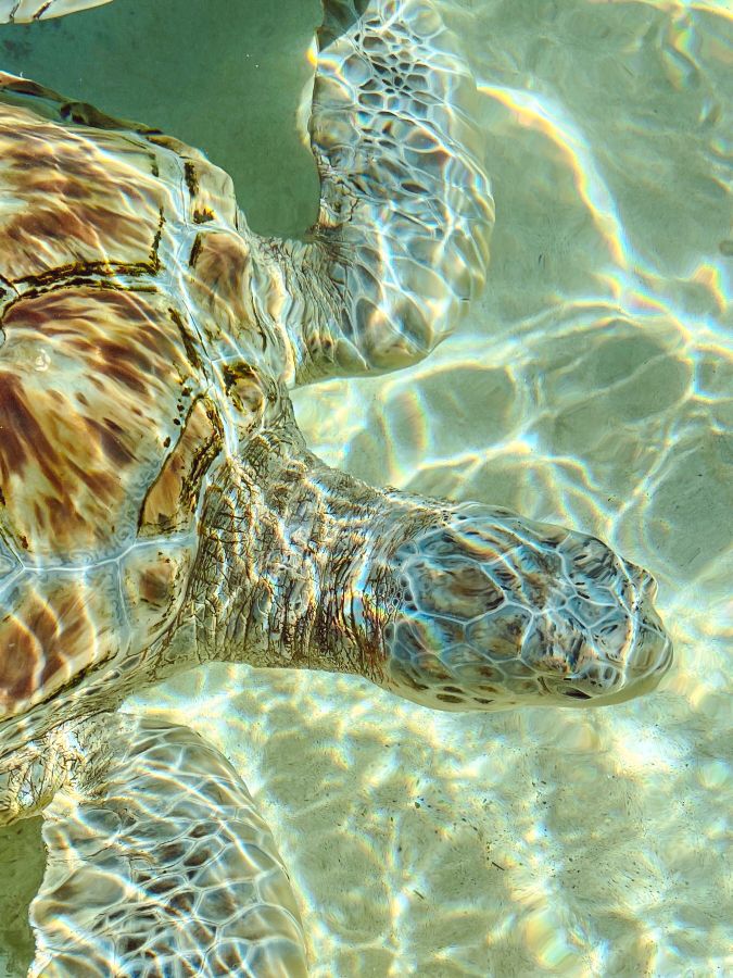 Kajmany-co zobaczyć? - baza Fragmentator