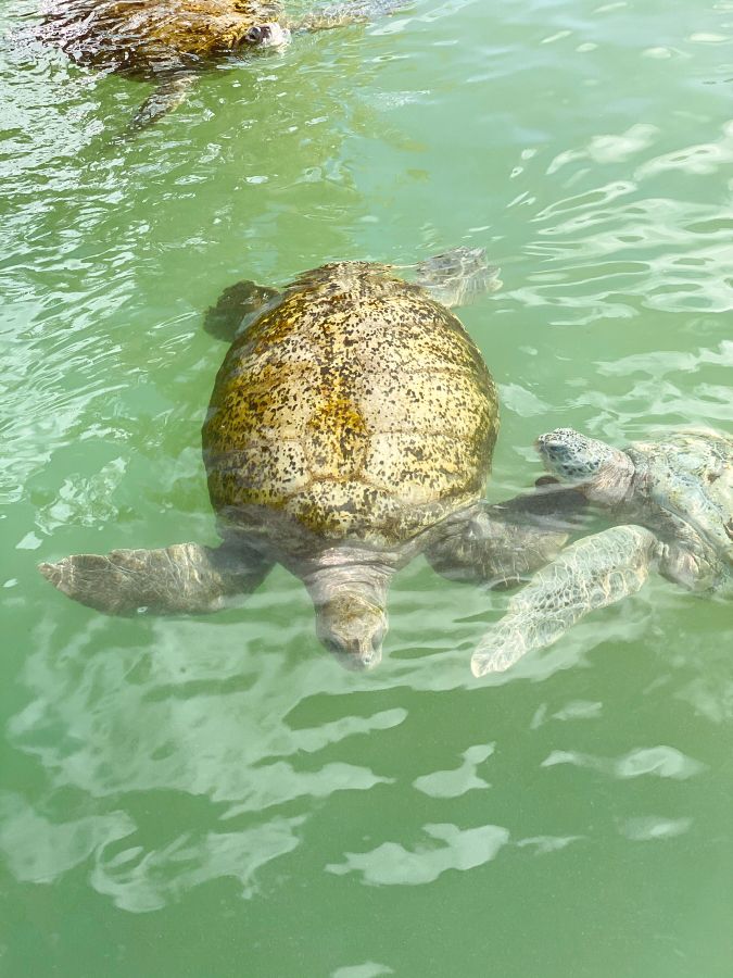 Kajmany-co zobaczyć? - baza Fragmentator