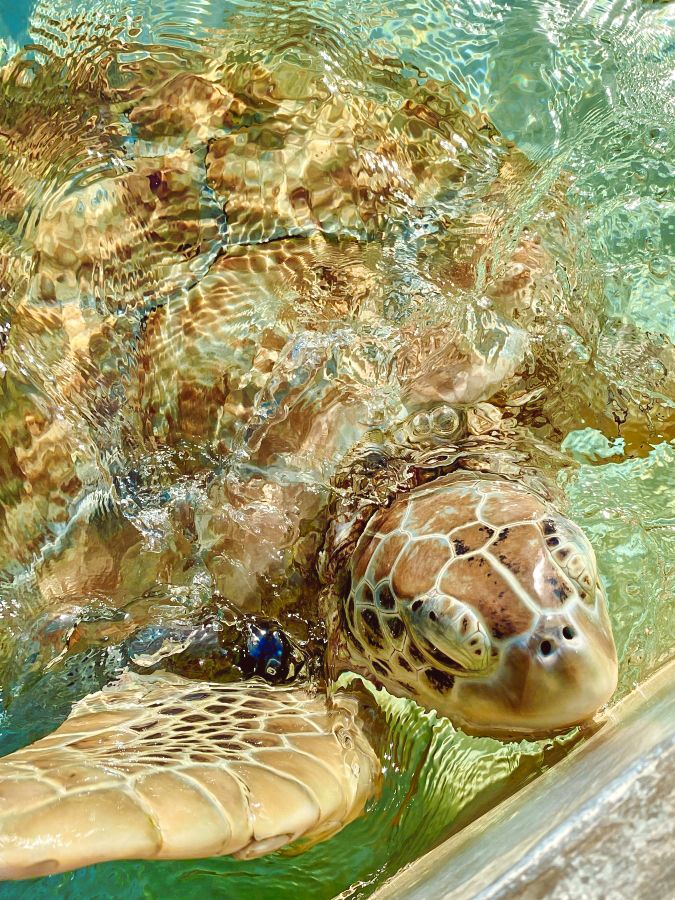 Kajmany-co zobaczyć? - baza Fragmentator